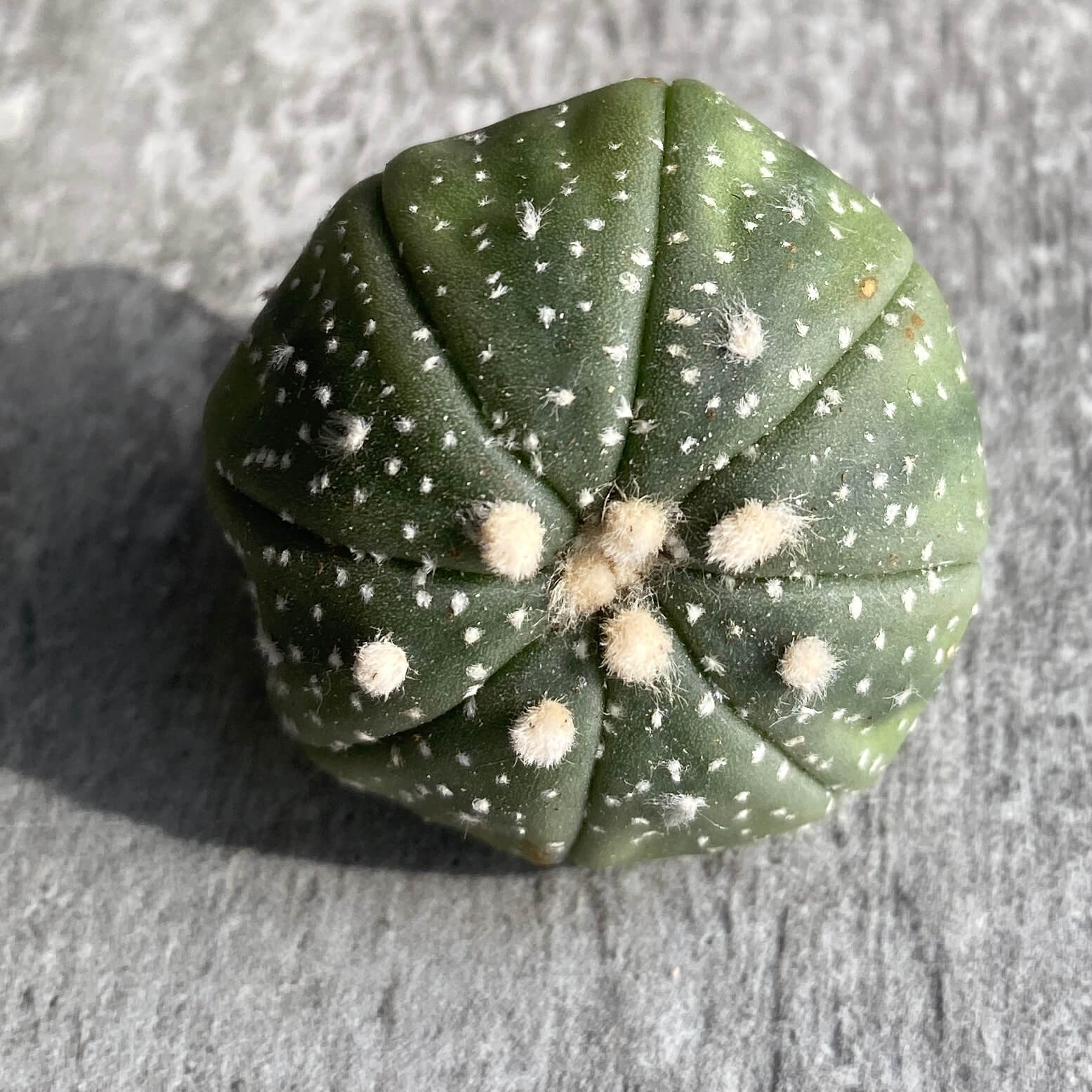 RARE Astrophytum Asterias cv. Hakuum | Succulent Smitten